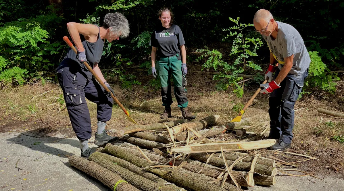 Robinien zu Stauwerken | Bergwaldprojekt e.V.